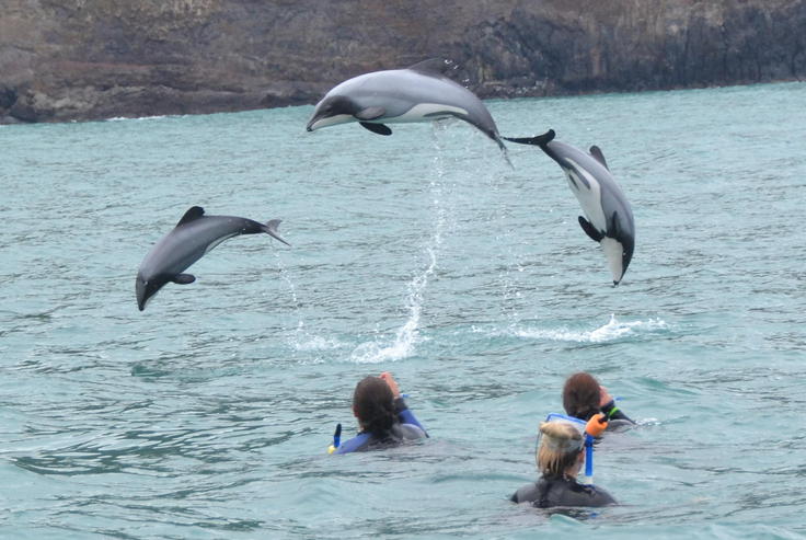 Swimming with Dolphins | Hector's Dolphin | Black Cat Cruises